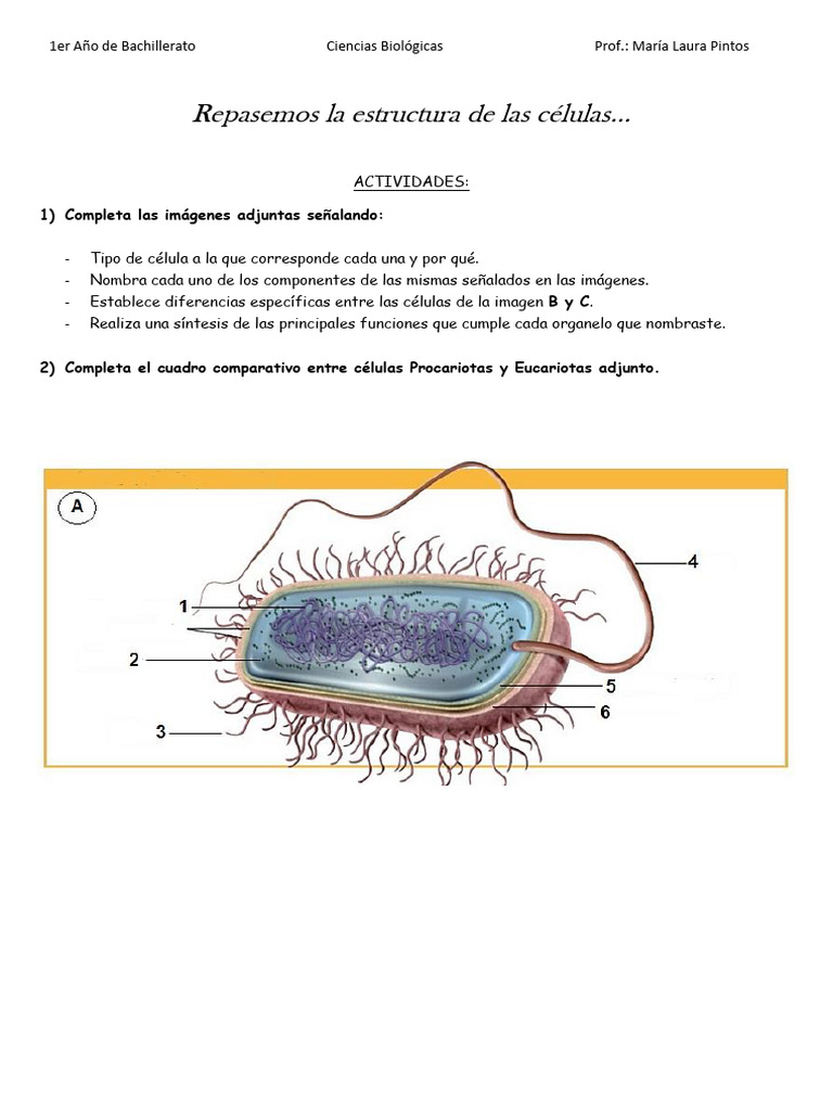 Repaso de La Estructura Celu | PDF