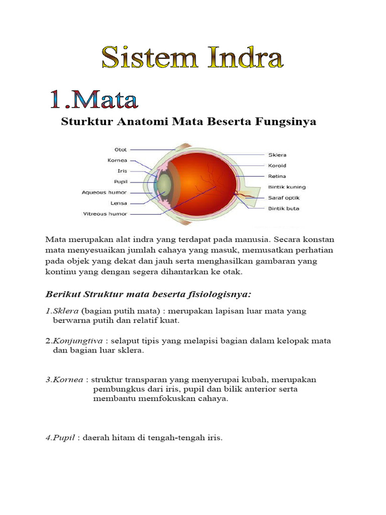 Sistem Indra Mata Dan Telinga 2016 | PDF