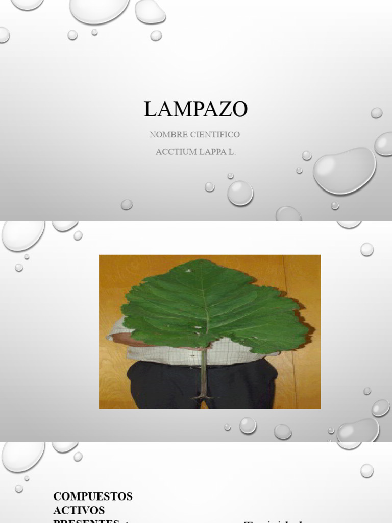 Lampazo: Compuestos y Toxicidad | PDF