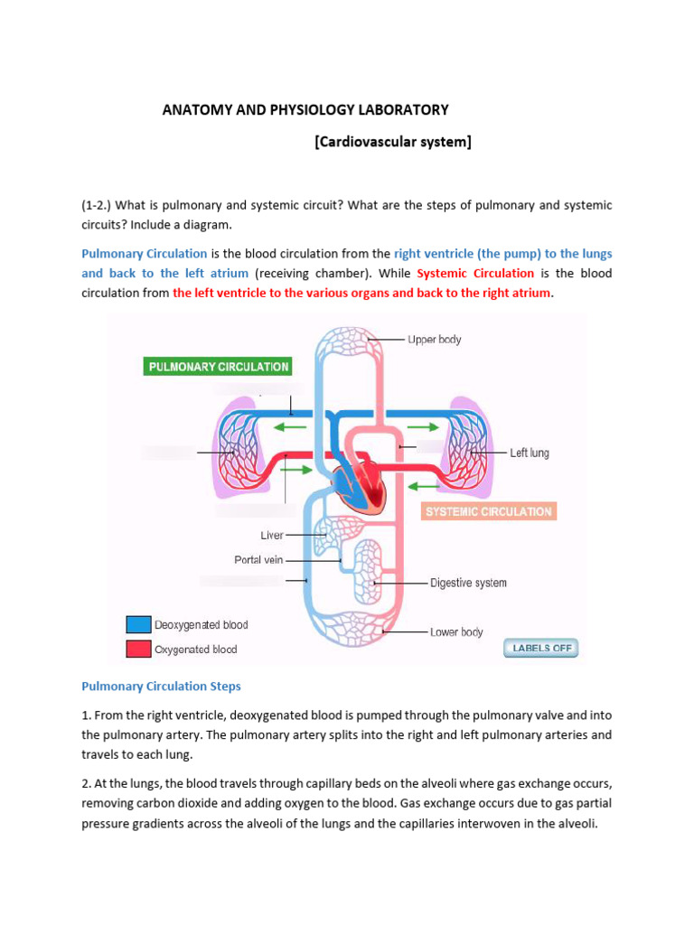 Anatomy and Physiology Laboratory (Cardiovascular System) | PDF