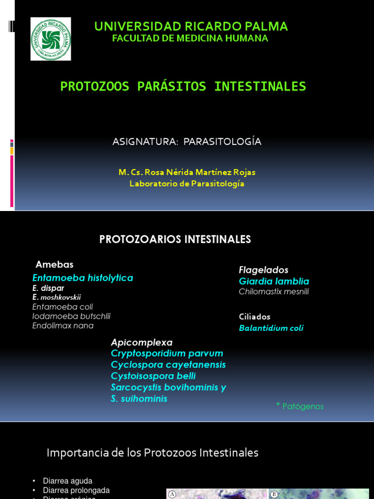 Protozoarios Intestinales | PDF | Diarrea | Especialidades Medicas