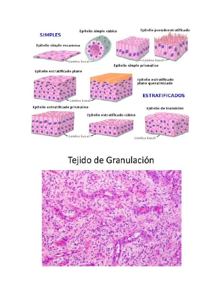 Histología morfo-2 | PDF