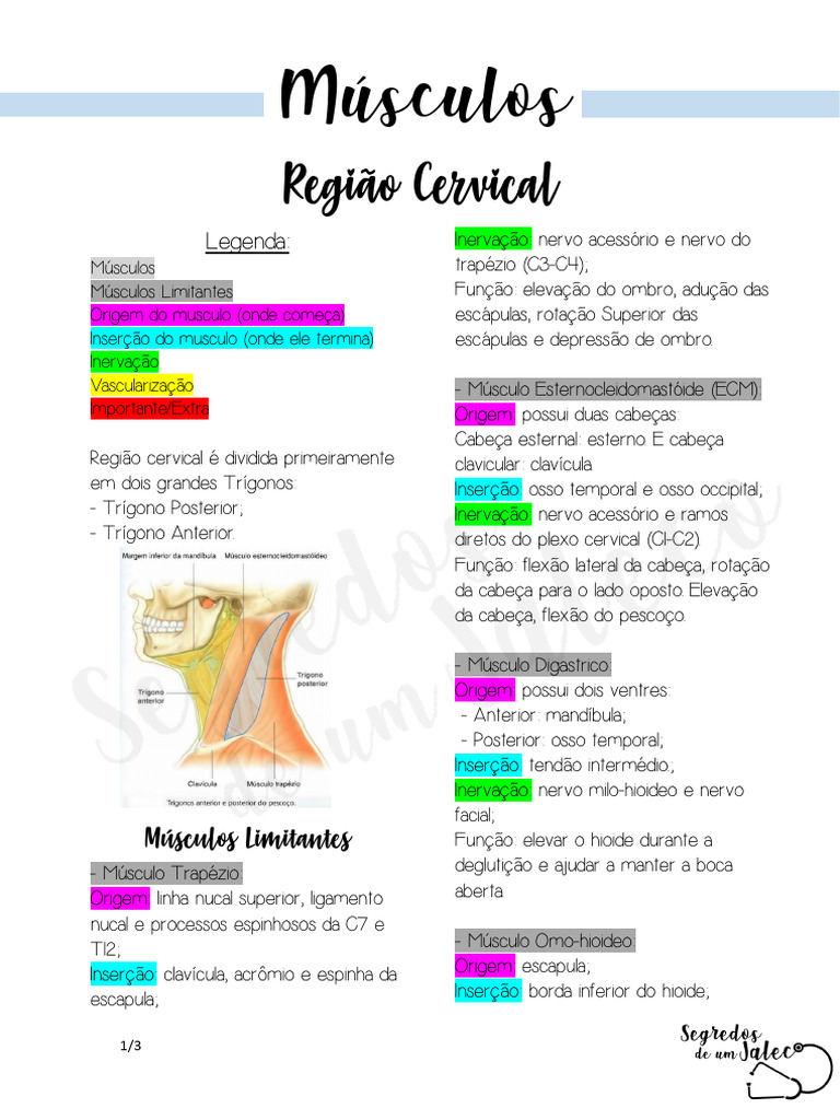 Anatomia dos Músculos Cervicais | PDF