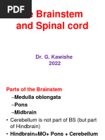 Pons Anatomy and Cranial Nerves | PDF | Brainstem | Cerebellum