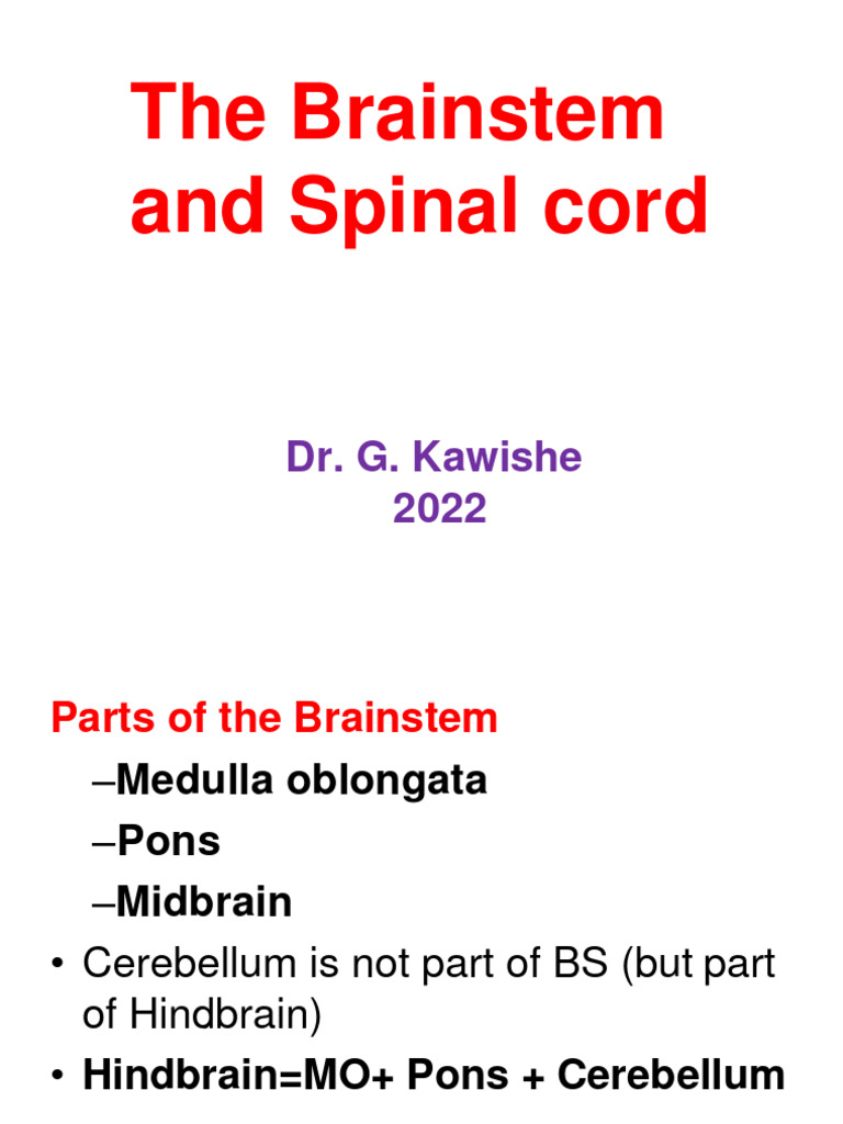 Neuro 3 Brainstem and Spinal Cord Brief | PDF | Spinal Cord | Brainstem