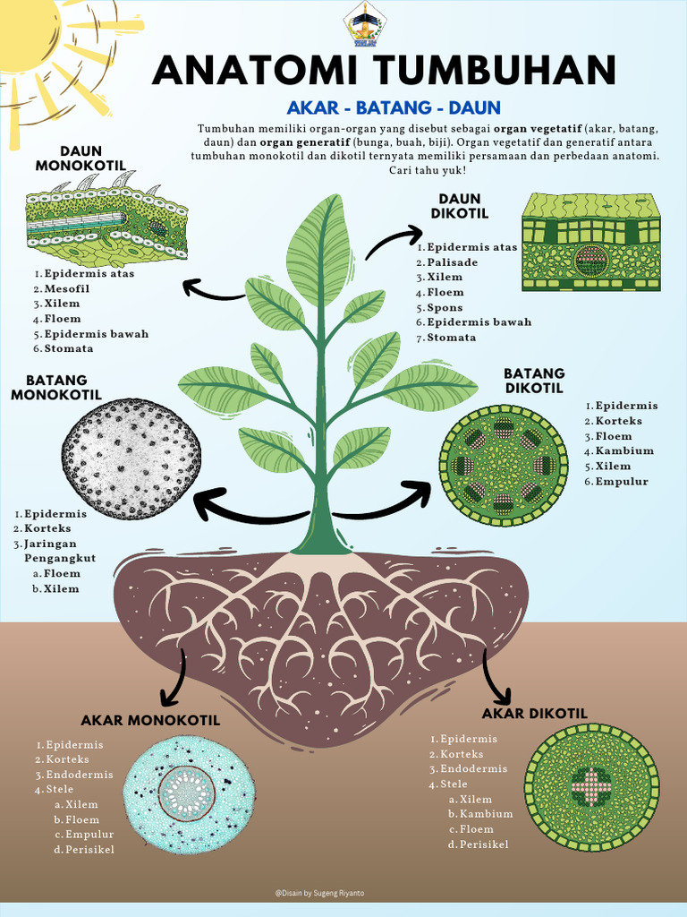 Anatomi Tumbuhan (Akar Batang Daun) | PDF