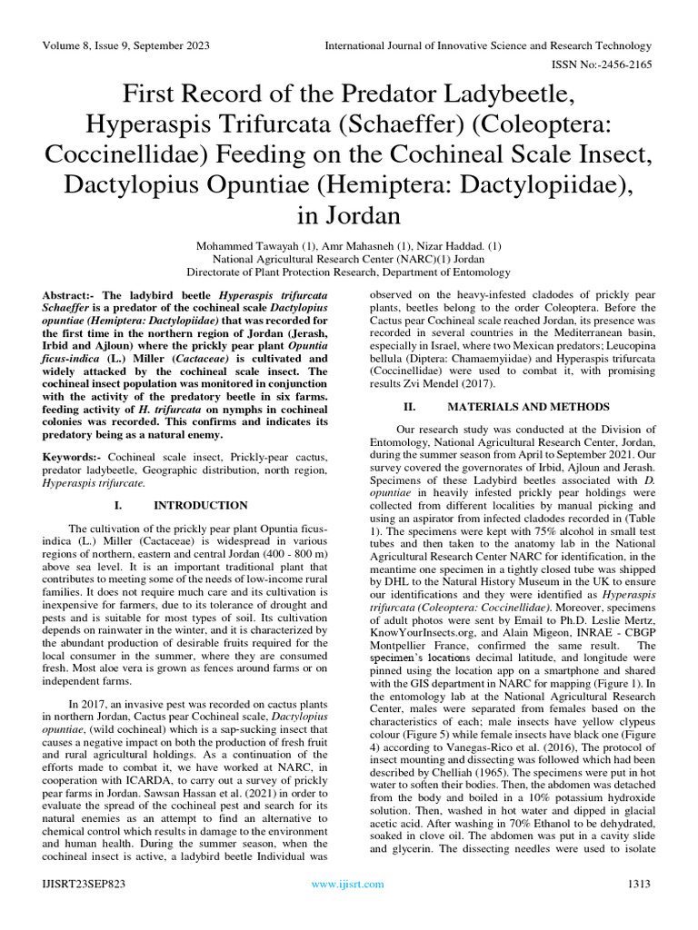 Schaeffer Is A Predator of The Cochineal Scale Dactylopius Opuntiae ...