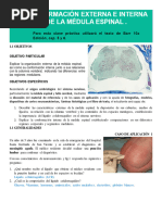 El Saco Dural Humano | PDF | Médula espinal | Anatomía