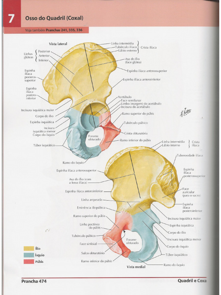 Netter - Gabarito | PDF