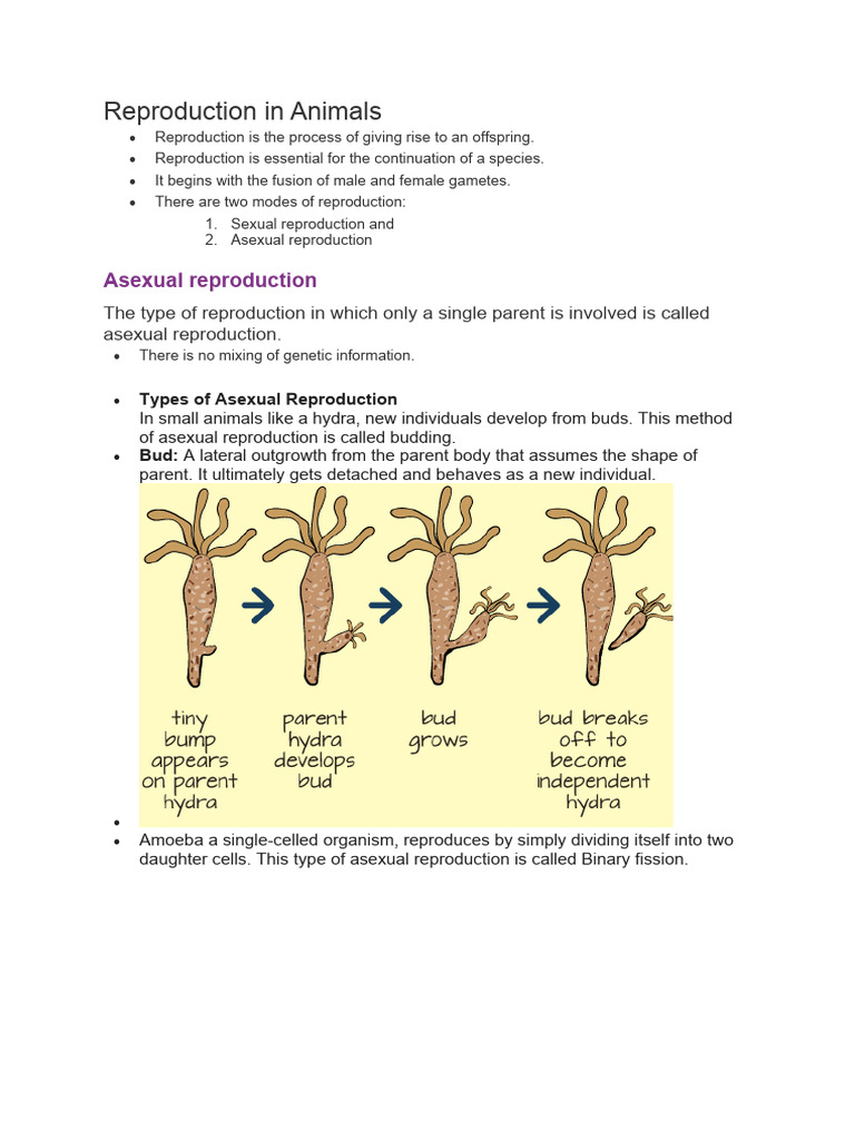 Reproduction in Animals Notes | PDF