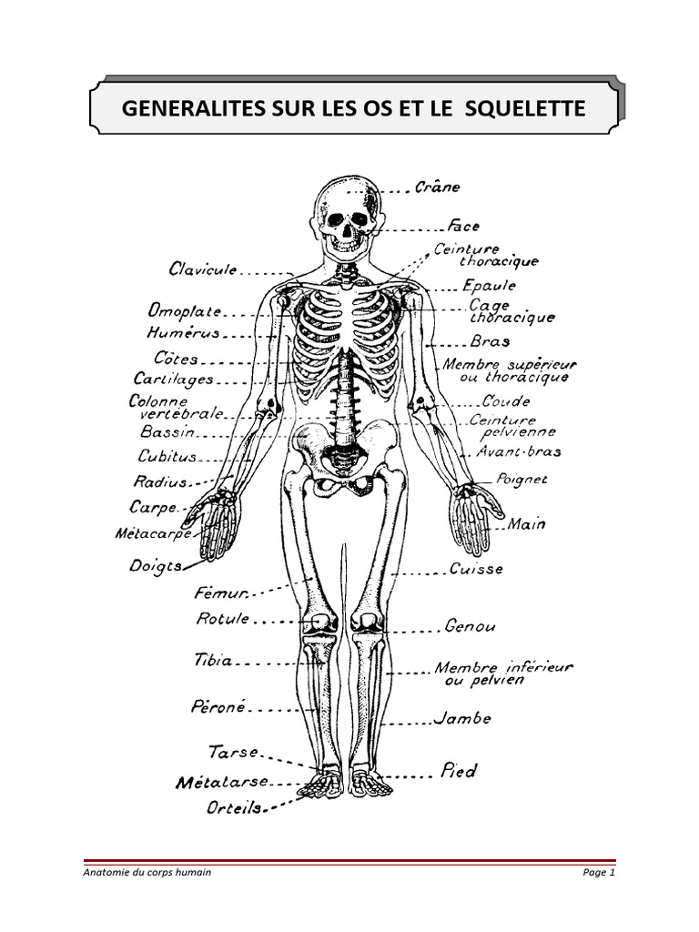 Le Squelette Et Les Os | PDF