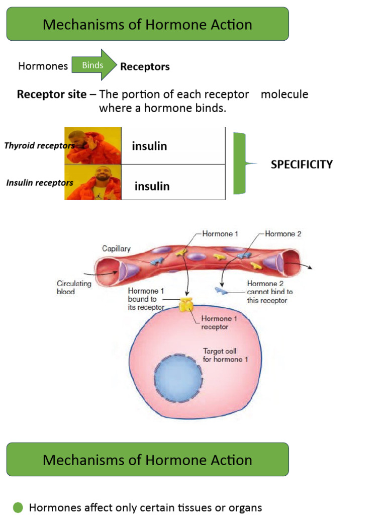 Anaphy -Endocrine (Mechanism of Hormone Action, Hormones and ...