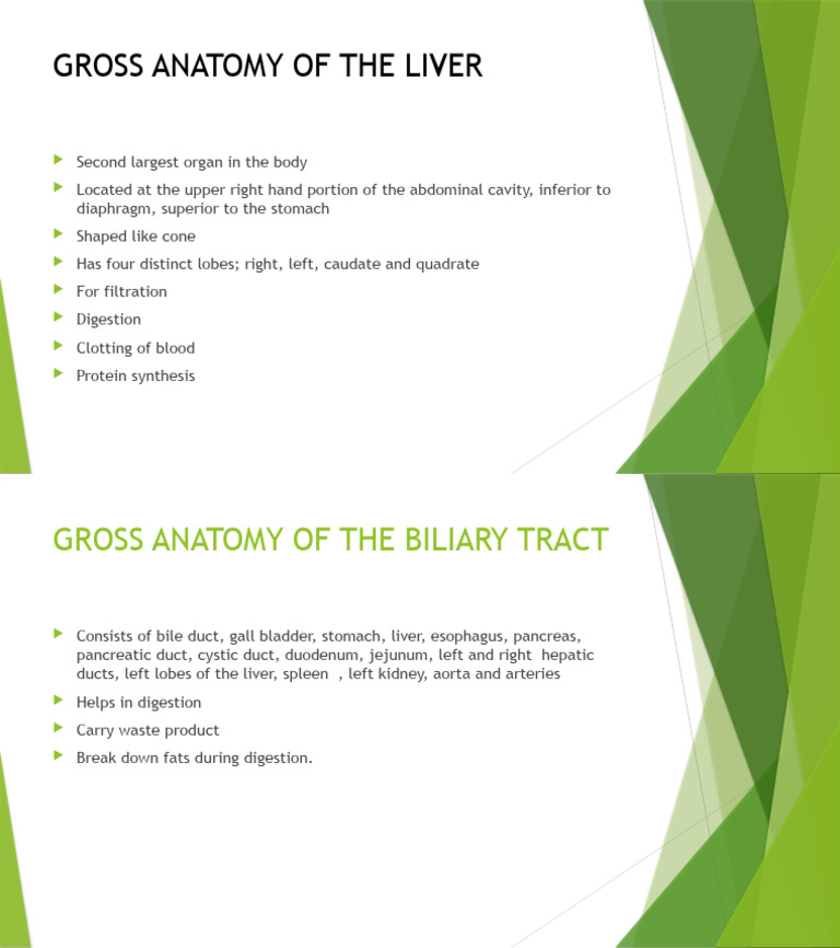 Gross Anatomy of The Liver | PDF