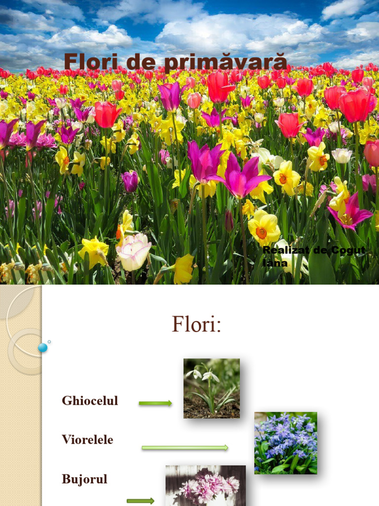 Flori de Primăvară | PDF