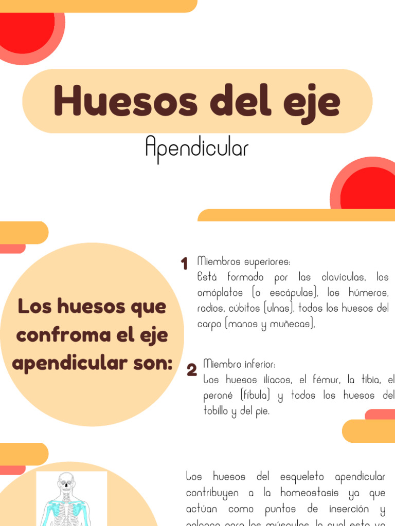 Anatomía Equipo 4 - 20230912 - 125722 - 0000 | PDF