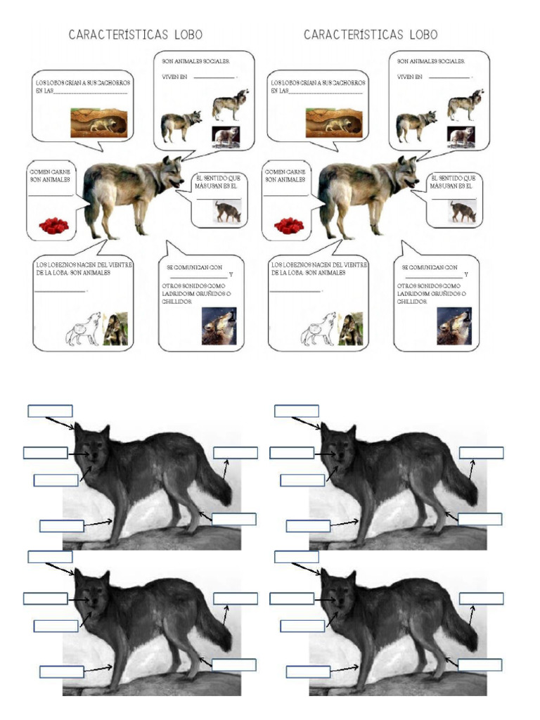 Ficha Descriptiva Lobos Texto Informativo | PDF