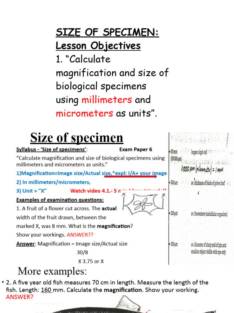 Y10 4. Size of Specimen | PDF | Leaf | Drawing