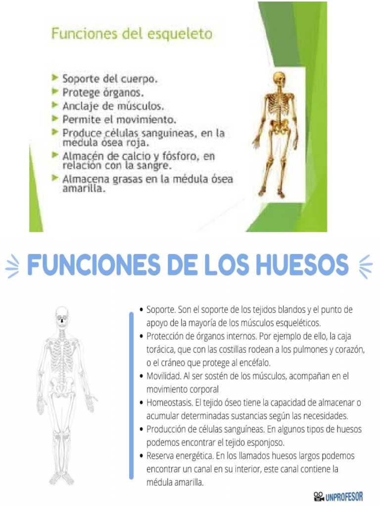 Funciones De Los Huesos Pdf