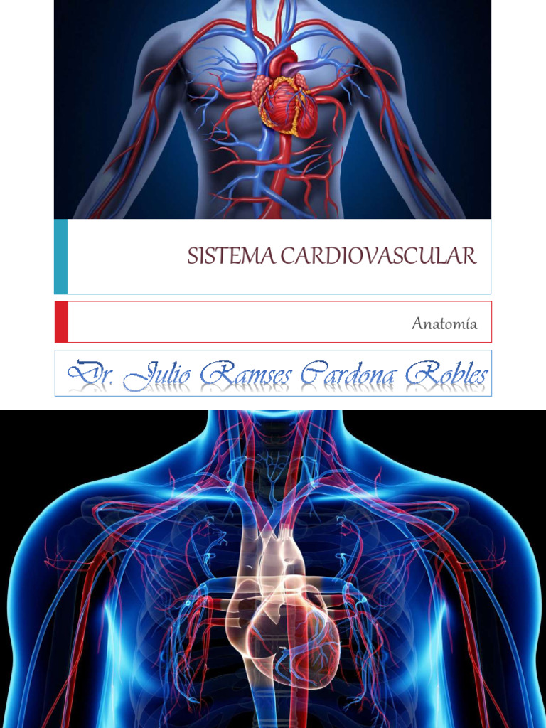 Anatomía del Sistema Cardiovascular | PDF