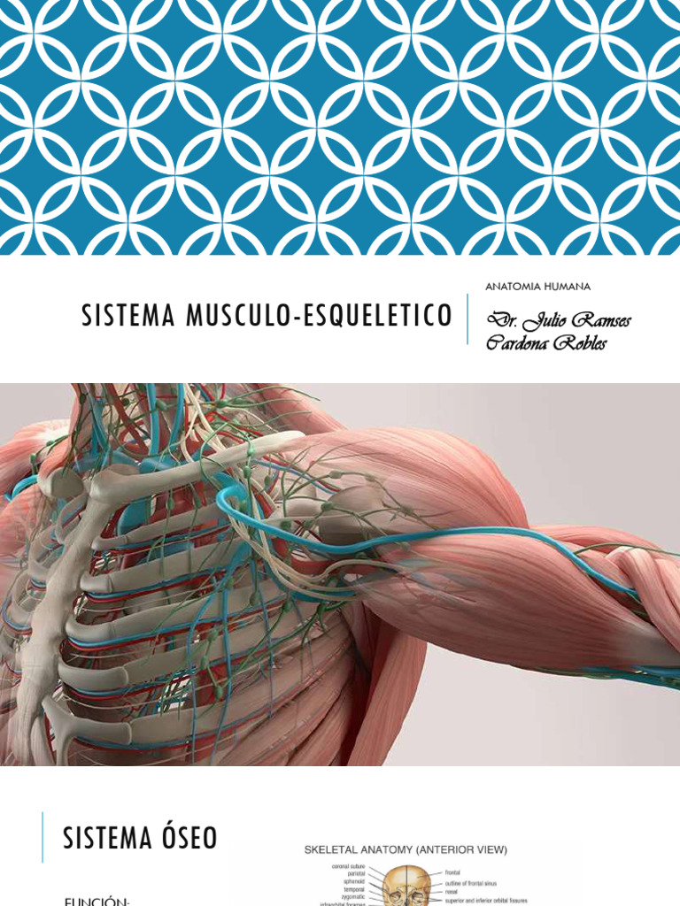 Sistema Musculo-Esqueletico | PDF