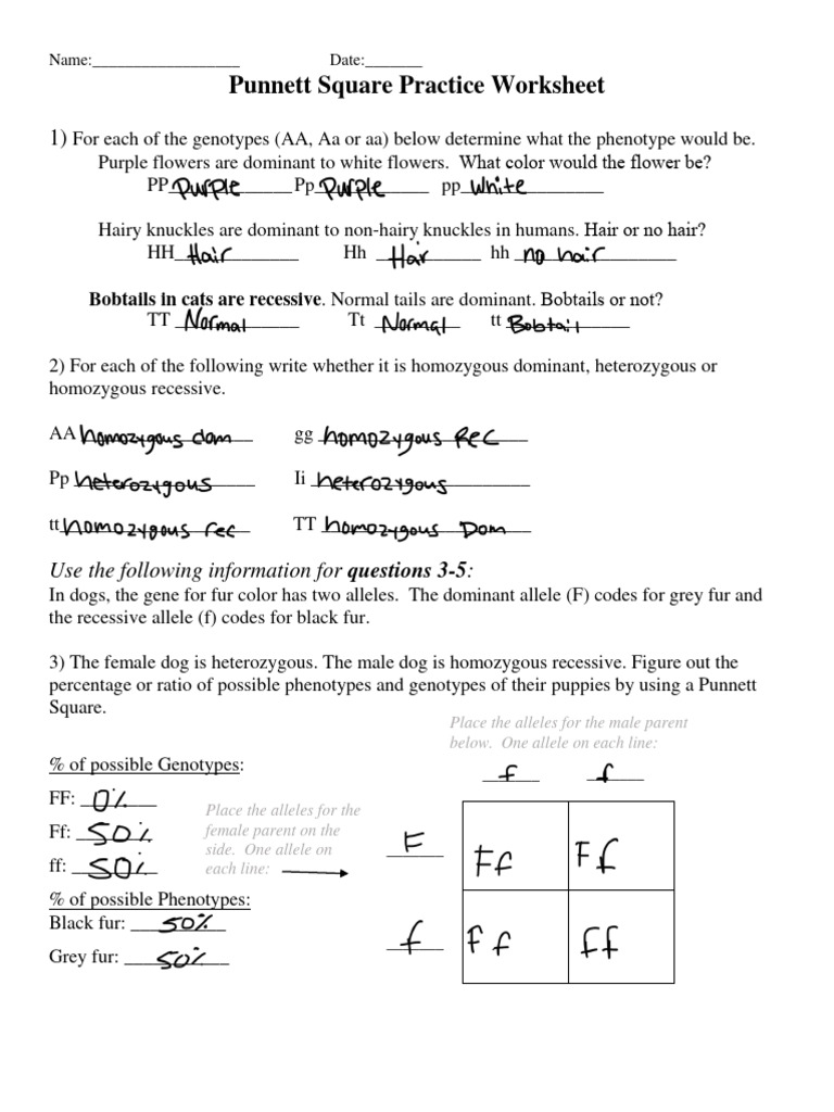 Updated Punnett Square Practice Worksheet (Edited) | PDF | Genotype ...