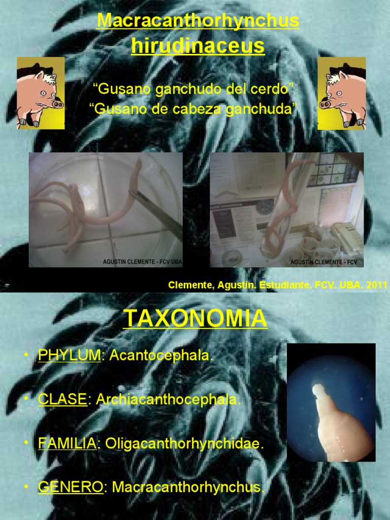 Macracanthorhynchus Hirudinaceus | PDF | Animales y humanos ...