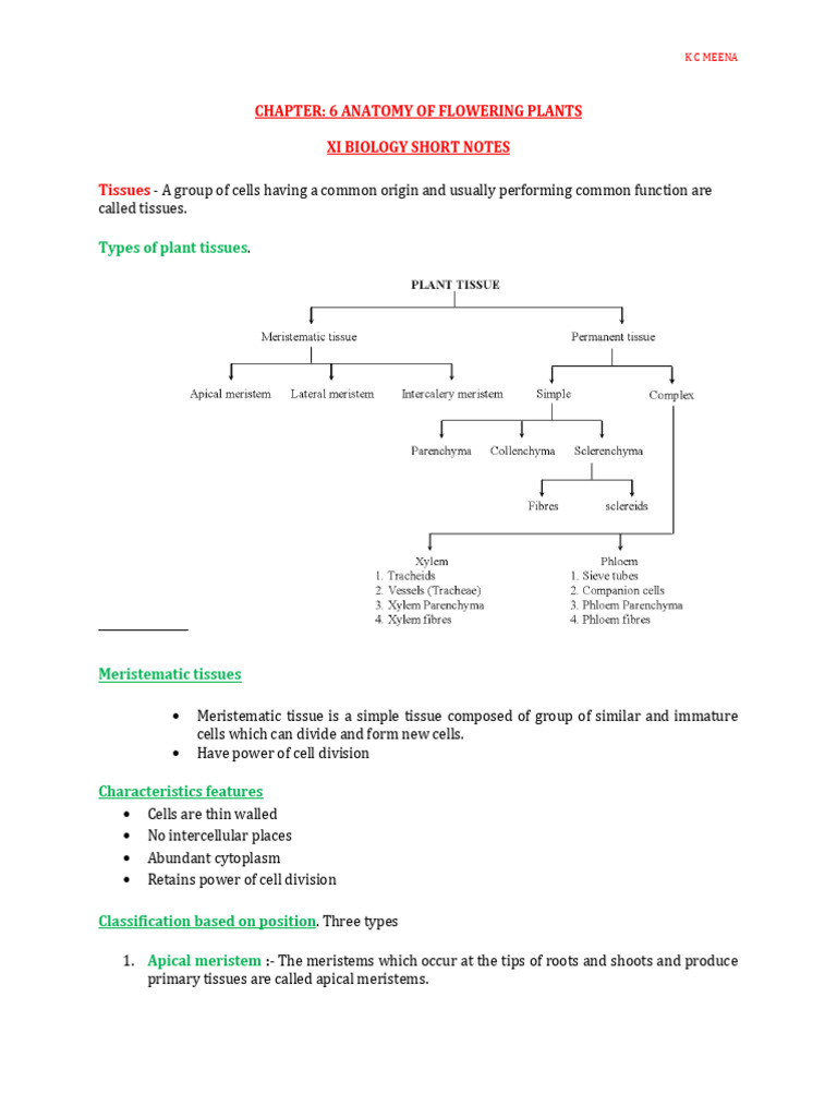 6 Anatomy of Flowering Plants | PDF | Plant Stem | Tissue (Biology)