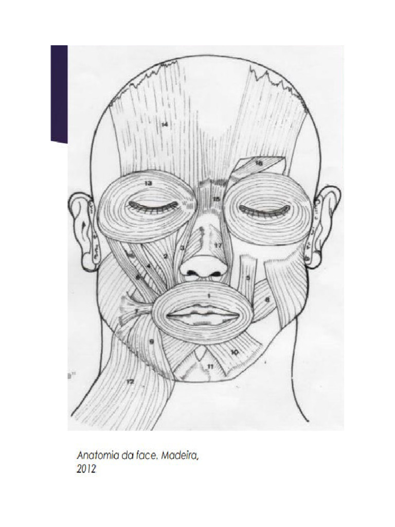 Musculos de La Cara | PDF