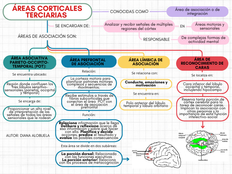 Áreas Corticales: Asociación y Función | PDF | Lóbulo temporal ...
