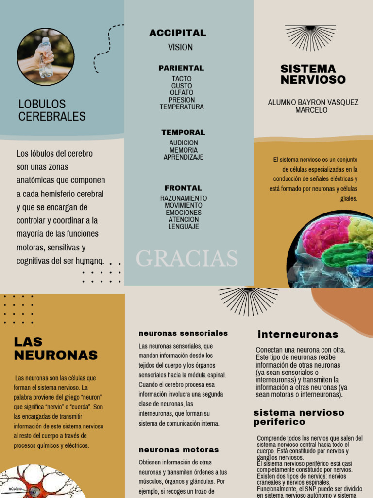 Triptico Del Sistema Nervioso | PDF