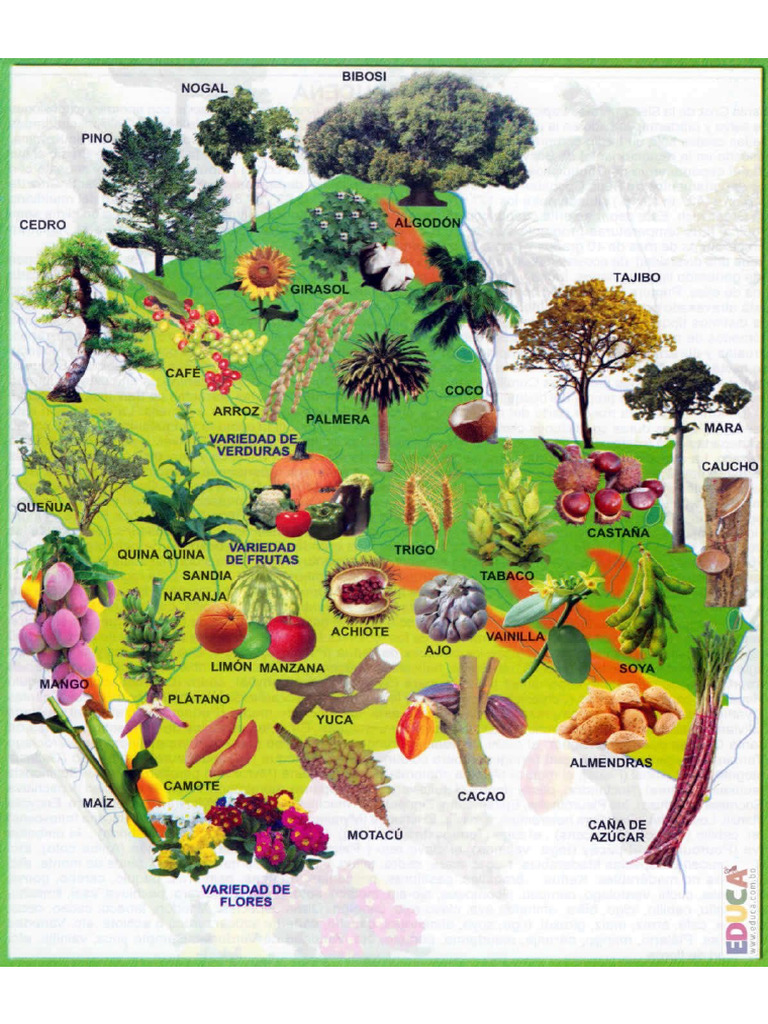 Flora y Fauna Bolivia | PDF