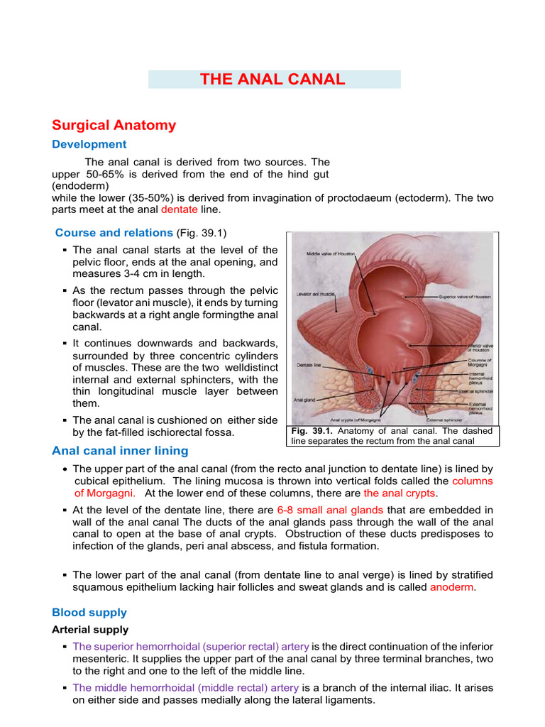 Anal Canal | PDF