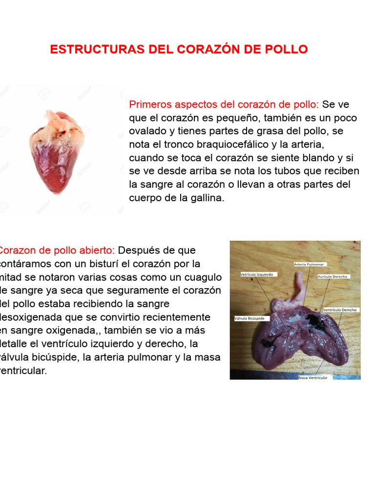 Anatomía Del Corazón De Pollo Ventrículos Del Corazón: Anatomía Y