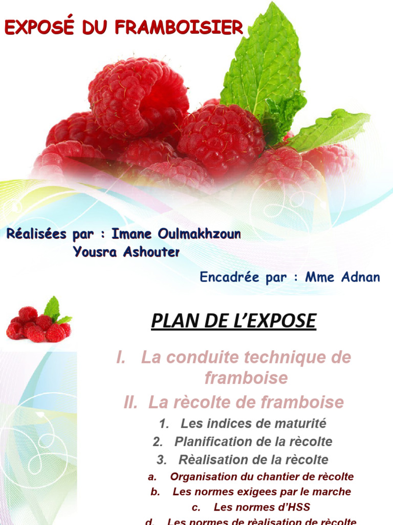 Exposé Du Framboisier | PDF