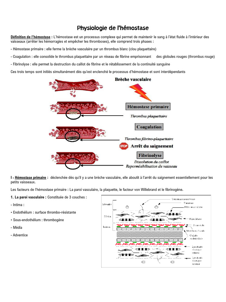 3.Physiologie de l'hémostase | PDF