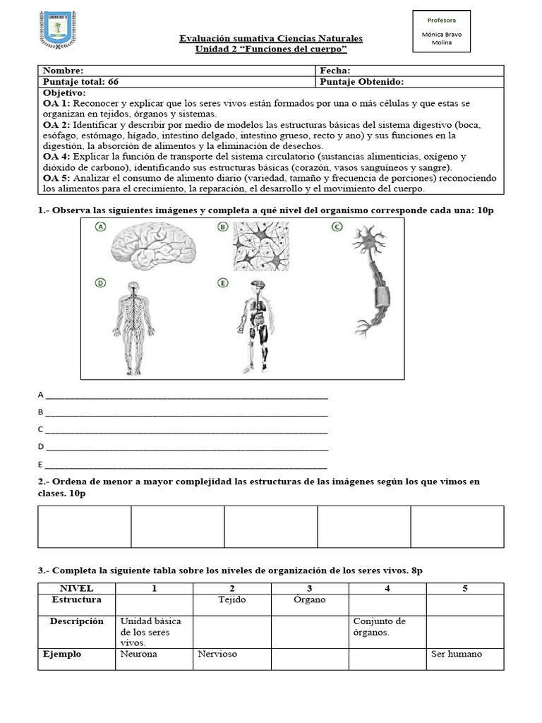 Evaluación Sumativa 2 Unidad Pdf Sistema Digestivo Humano Digestión 6653