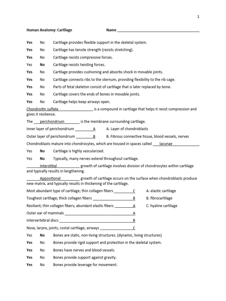 04 Cartilage Bone Key | PDF