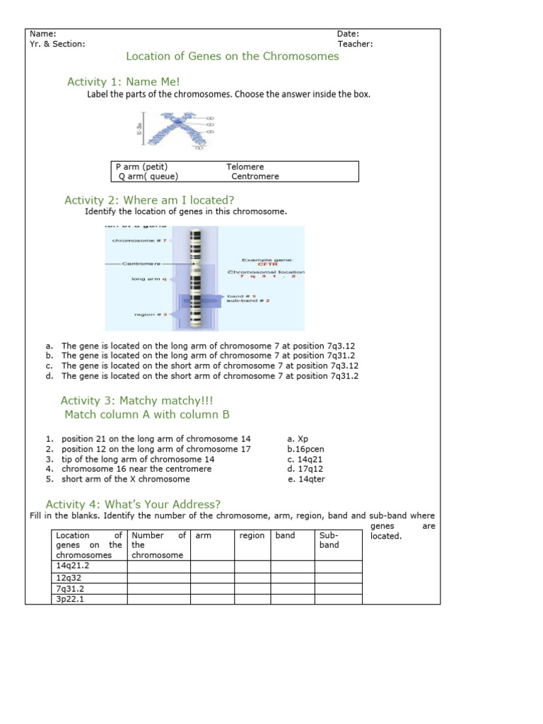 Gene Locations on Chromosomes Activity | PDF
