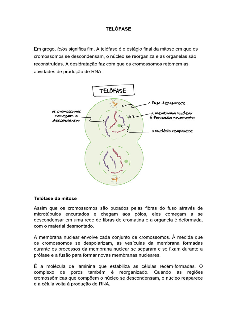 TELÓFASE | PDF