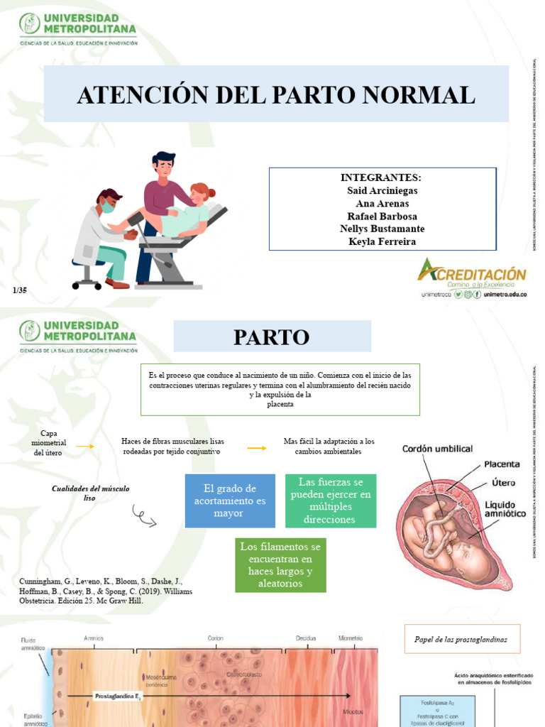 Fases y Atención del Parto Normal | PDF | Parto | Anatomía