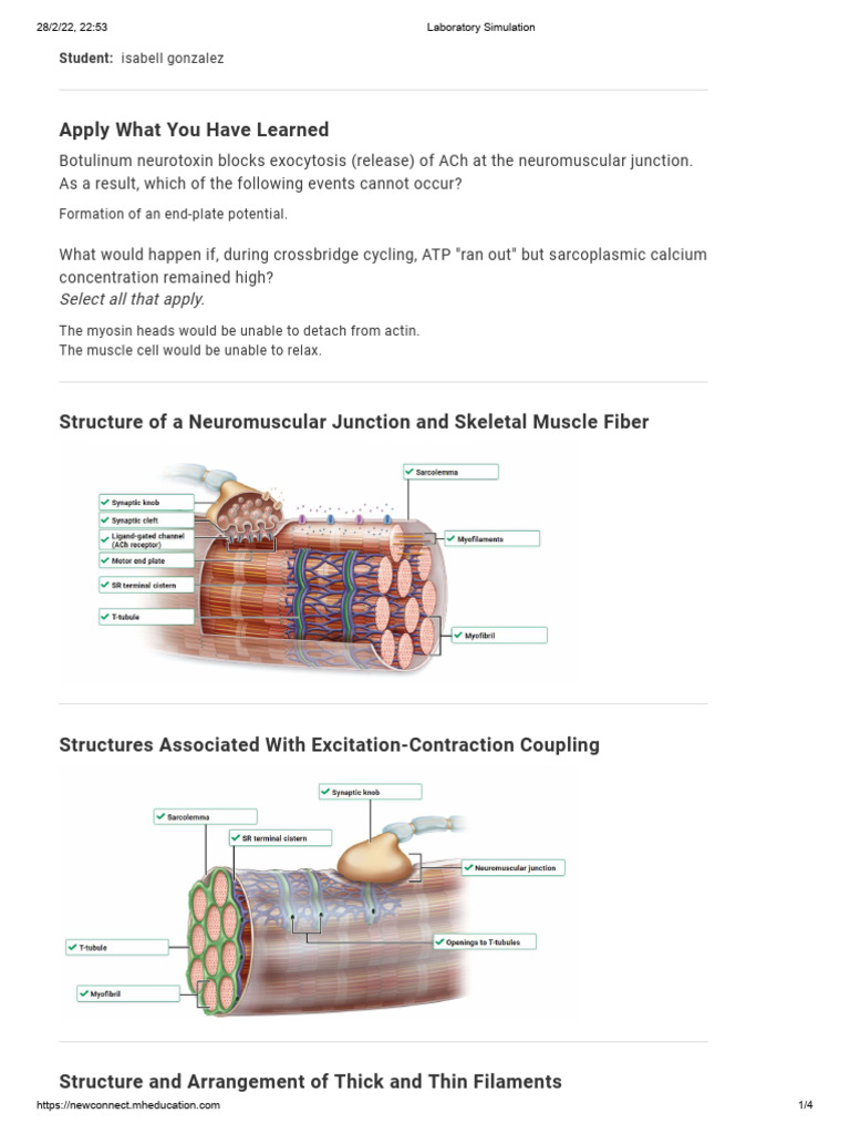 Laboratorio Sistema Muscular | PDF