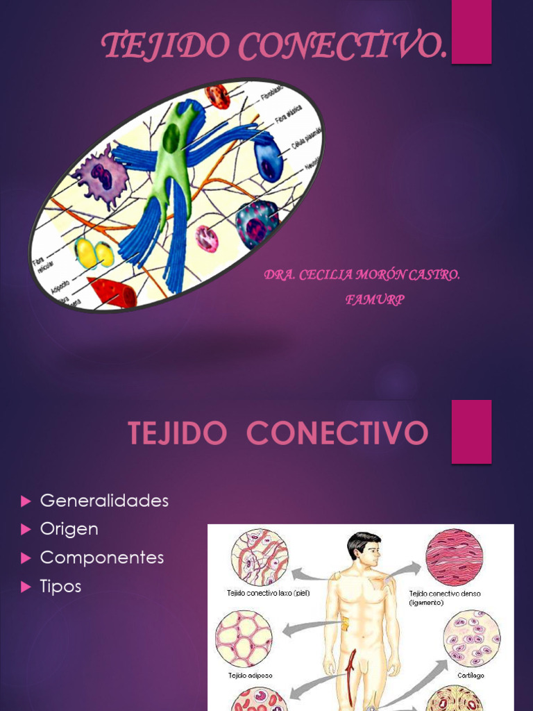 Tejido Conectivo | PDF