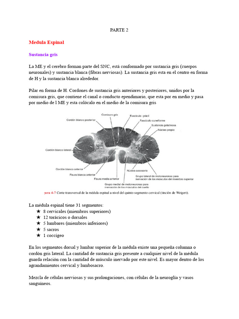 Neuroanatomía Medula Espinal Pdf