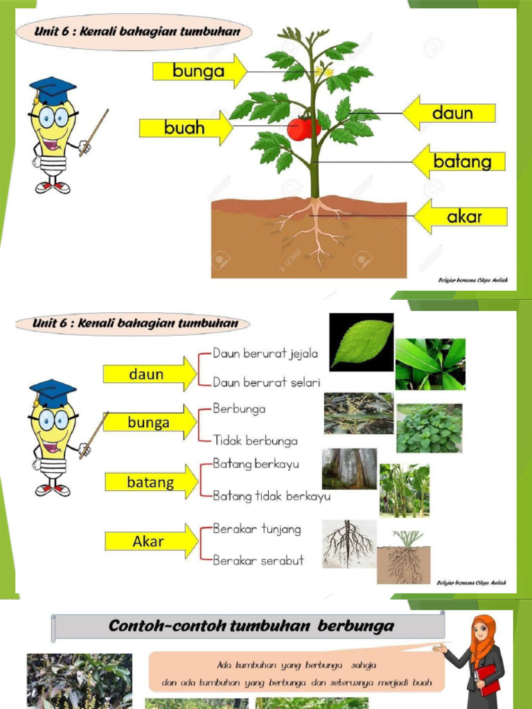 Tumbuhan Tahun 1 | PDF