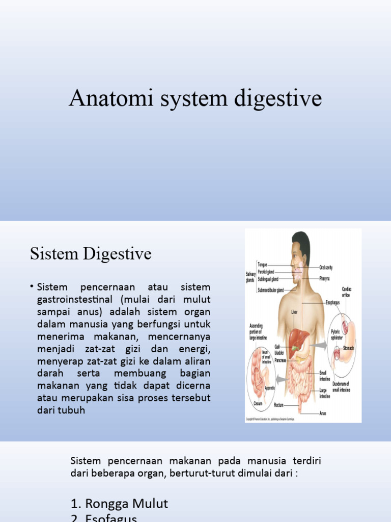 Anatomi System Digestive | PDF