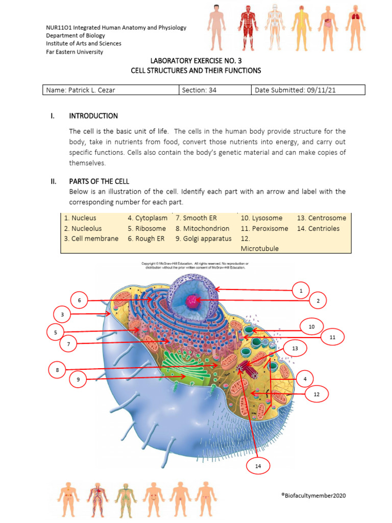 LAB EXERCISE3 THE CELL STRUCTURE AND THEIR FUNCTIONS-edited PCEZAR 091121 | PDF