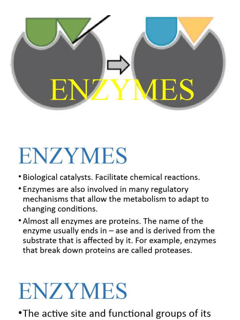 Enzymes: Catalysts of Chemical Reactions | PDF
