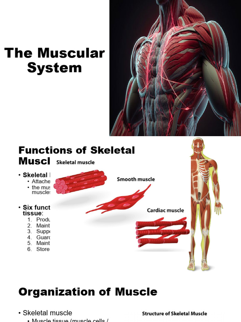 The Muscular System | PDF | Skeletal Muscle | Muscle Contraction