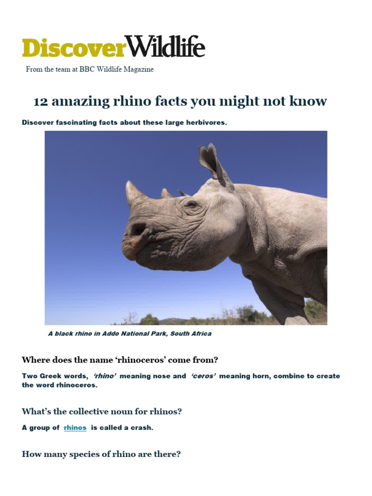 (PROJECT) RHINO - 12 Interesting Facts - Discover Wildlife | PDF