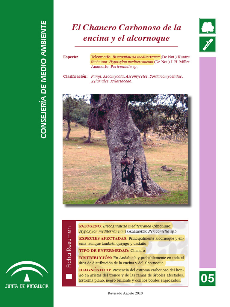 Chancro Carbonoso Encina Alcornoque | PDF